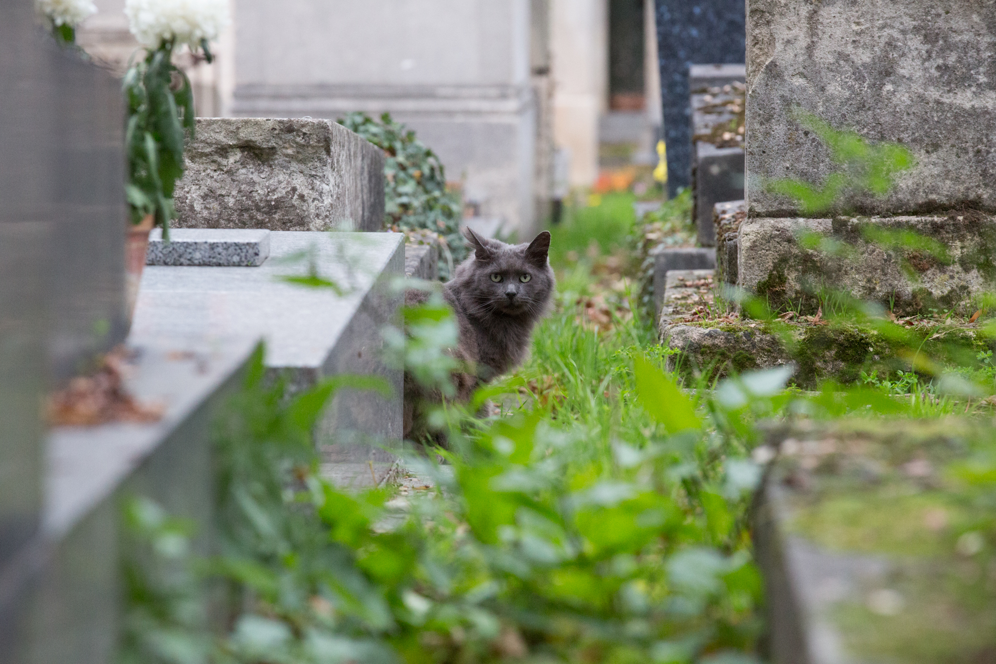 The Mysterious Cats of the Montmartre Cemetery - The Earful Tower