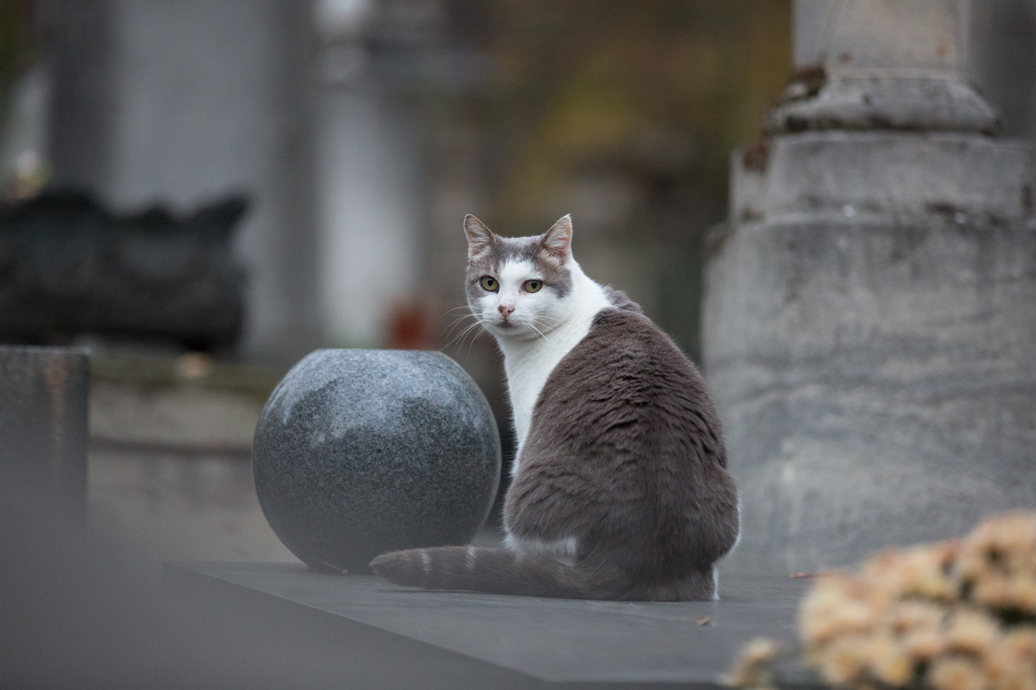 The Mysterious Cats of the Montmartre Cemetery - The Earful Tower